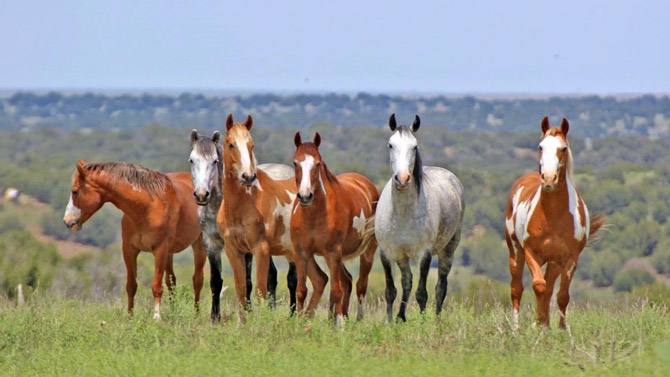 The Wild Horse Refuge and Vacation Home Rental | Craig, North West ...